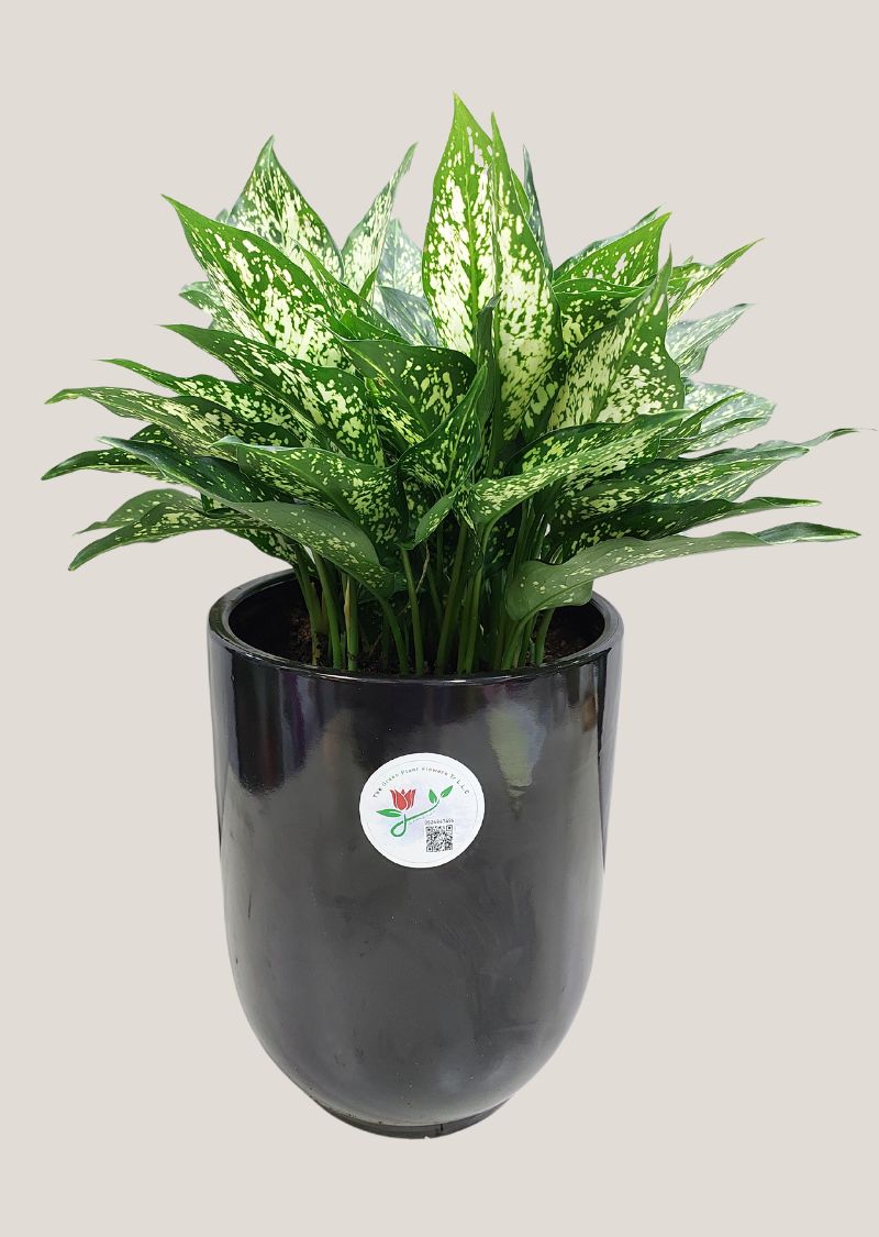 The Green Plant Flowers