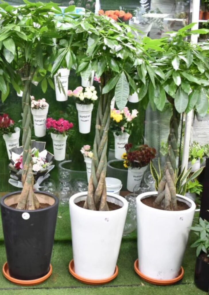 Green Plant Flowers - Indoor Plants | Fresh Flowers Dubai- UAE